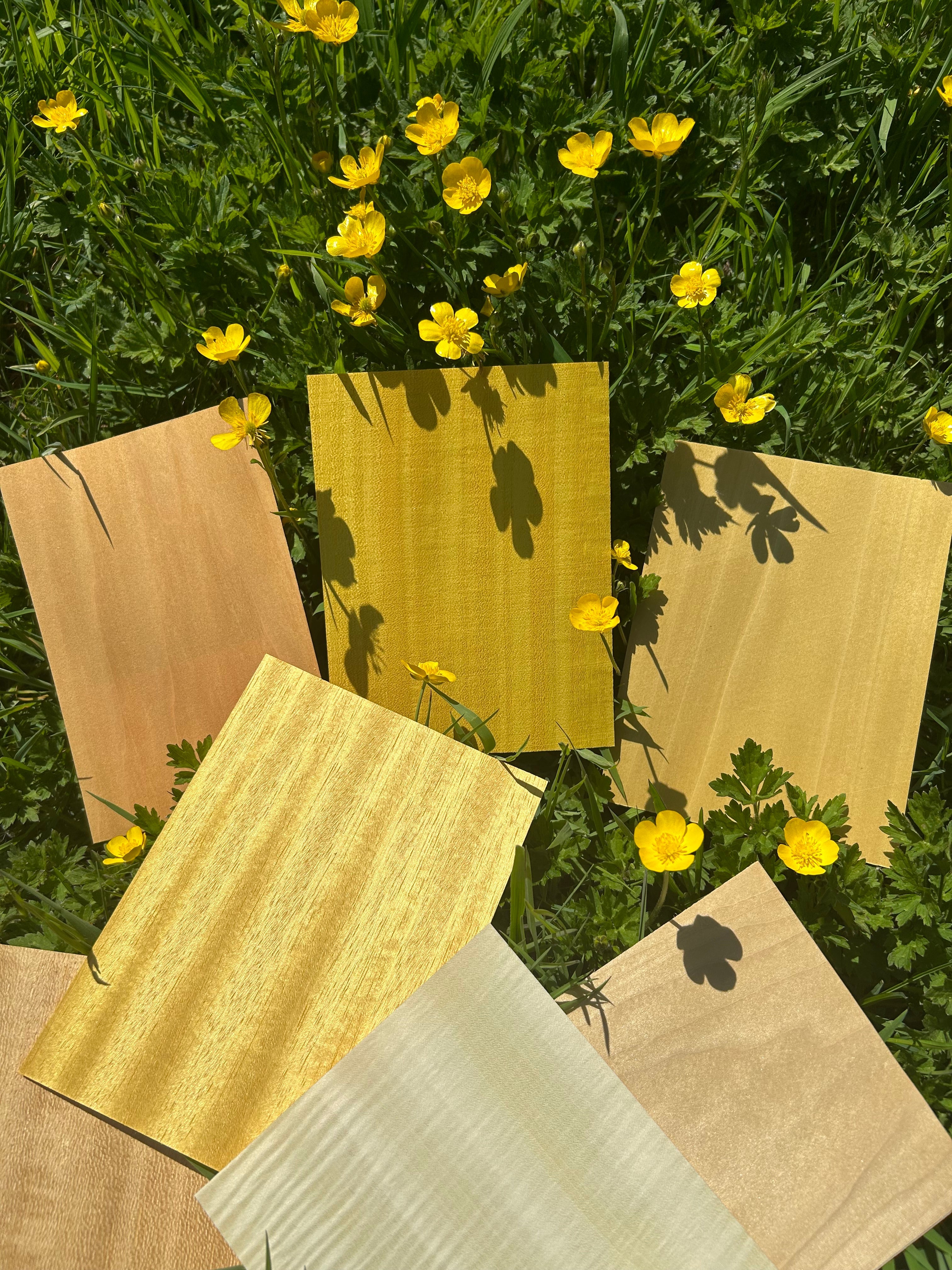 Yellow Wood Veneer | Natural Dyed Premium Veneer | Mundy Veneer