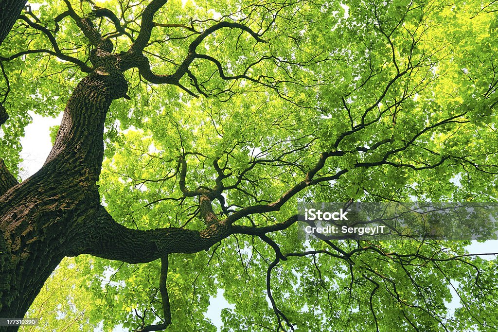 Veneer explained | What It Is, Structure & Uses