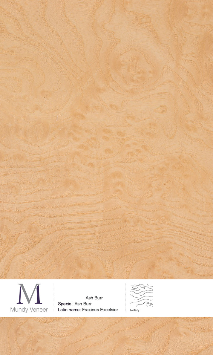 Ash Burr – Mundy Veneer