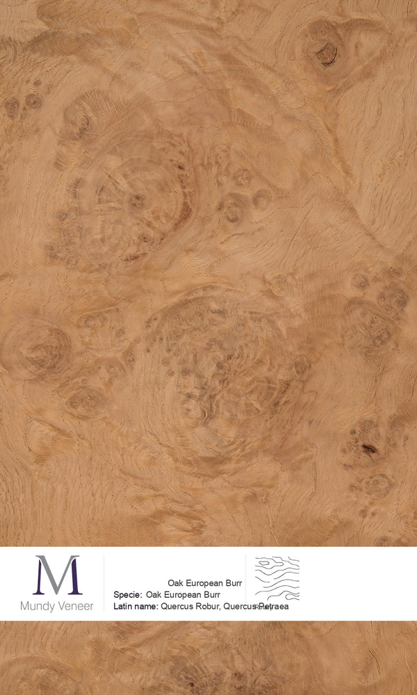Oak European Burr – Mundy Veneer