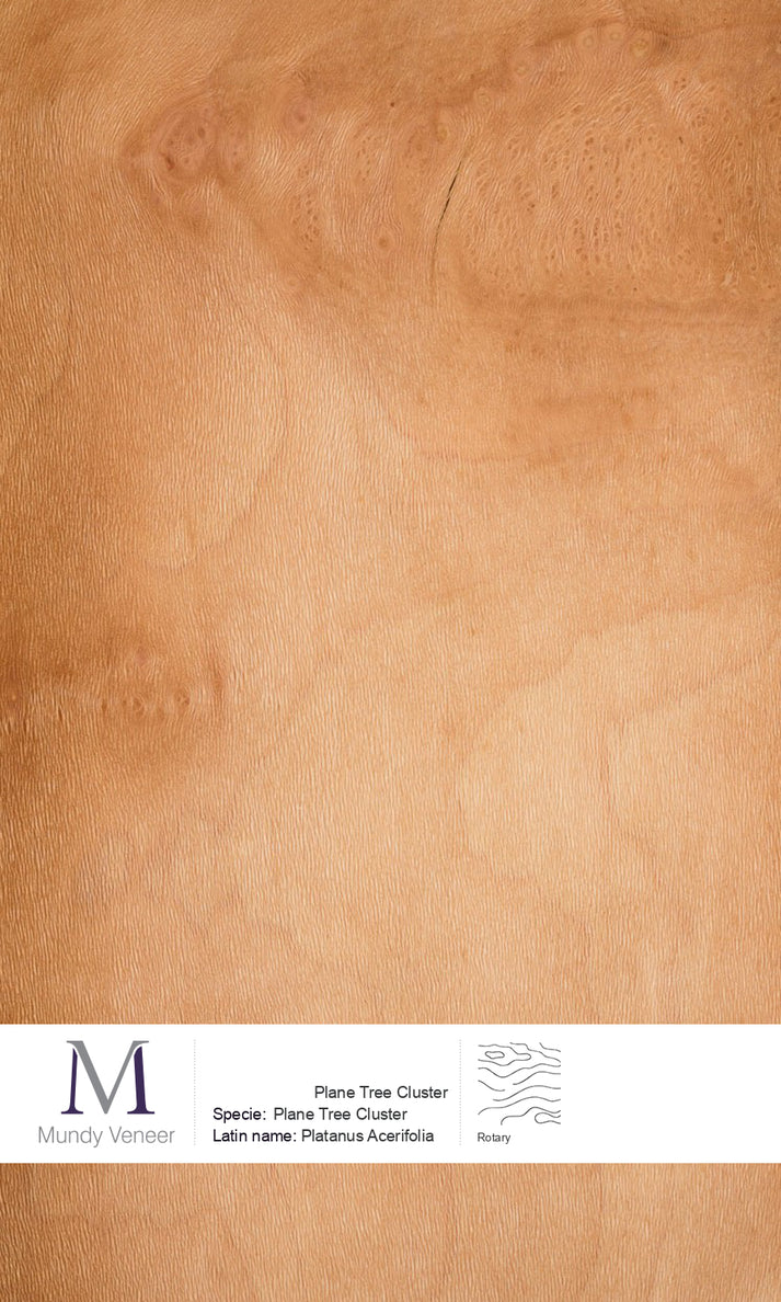 Plane Tree Cluster Wood Veneer | Natural Dyed Premium Veneer | Mundy Veneer