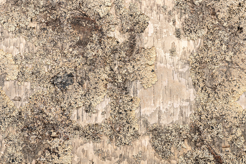 Natural Wood Veneer | Natural Dyed Premium Veneer | Mundy Veneer – Page 3